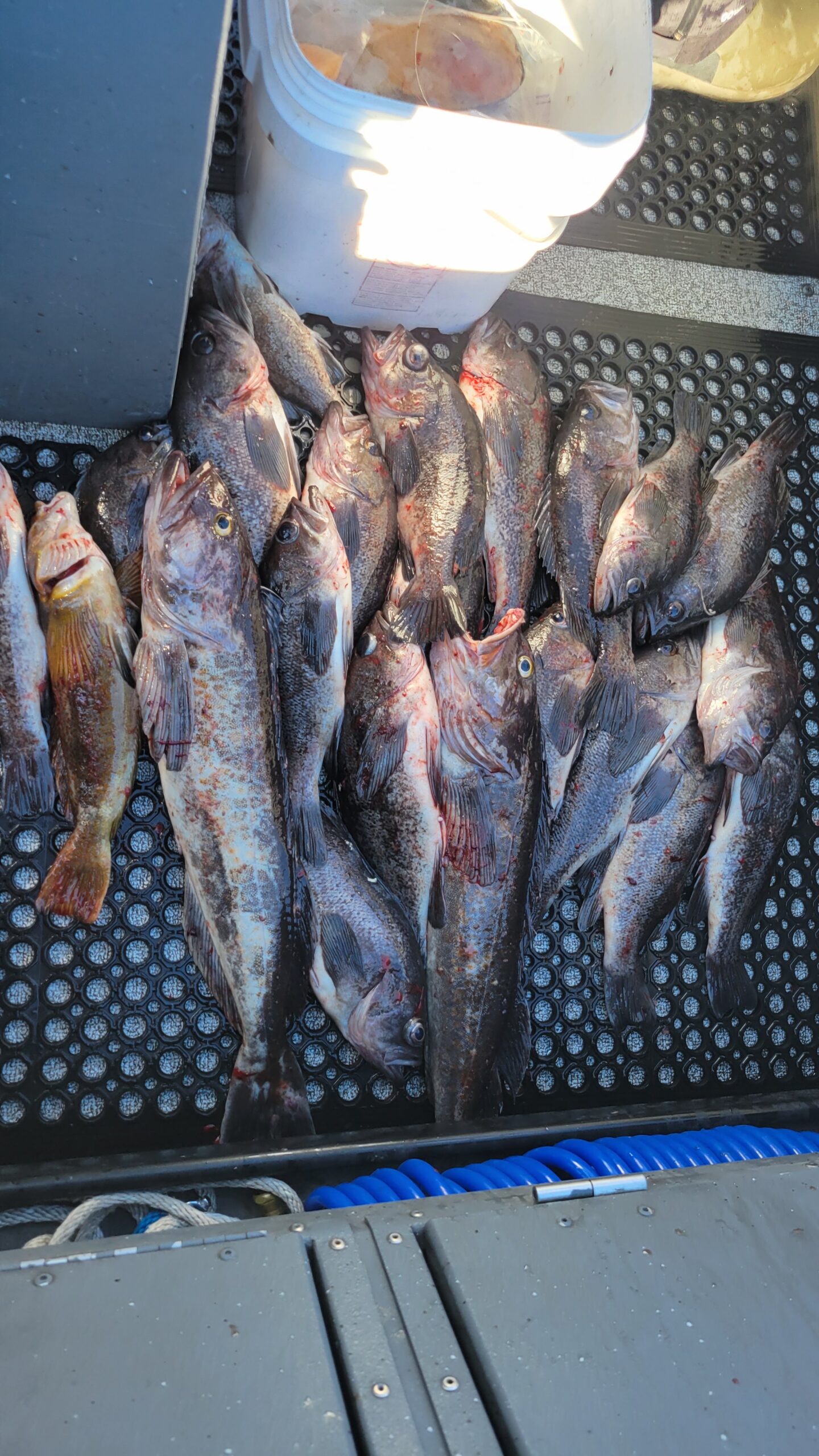 Sea Bass, Lingcod, & Rockfish | Oregon Fishing Guide | Marvin Henkel